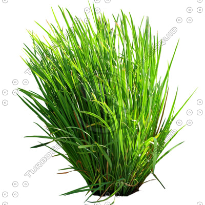 Texture Targa grass trees bush