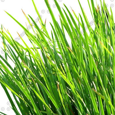 Texture Targa grass trees bush