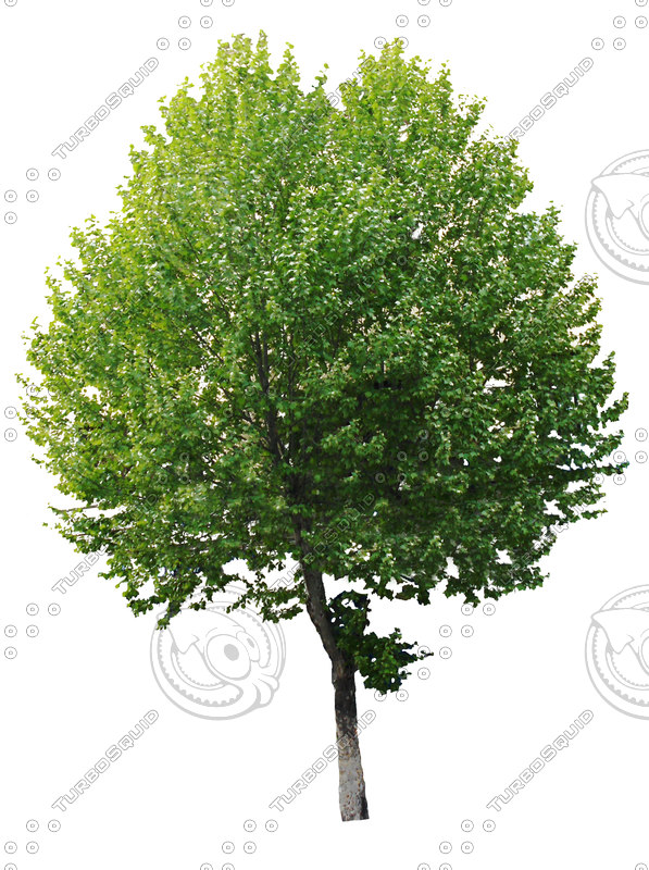 Texture JPEG tree trees leaf