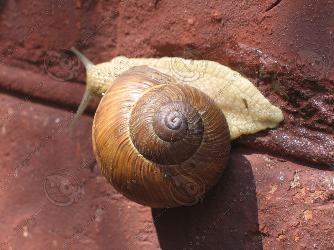 Stock JPEG snail fauna animal
