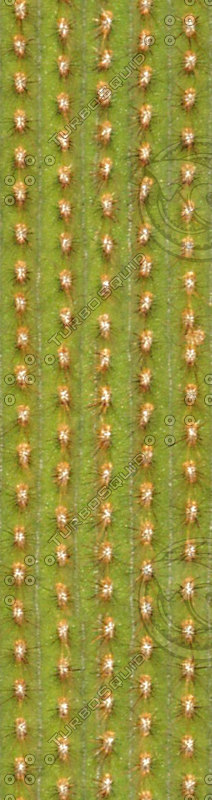 Texture JPEG kaktus seamlessly tileable