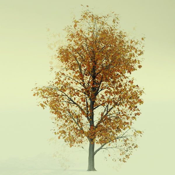 autumn trees 3d model
