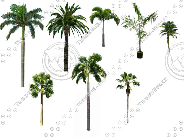 Texture JPEG palm Landscape trees