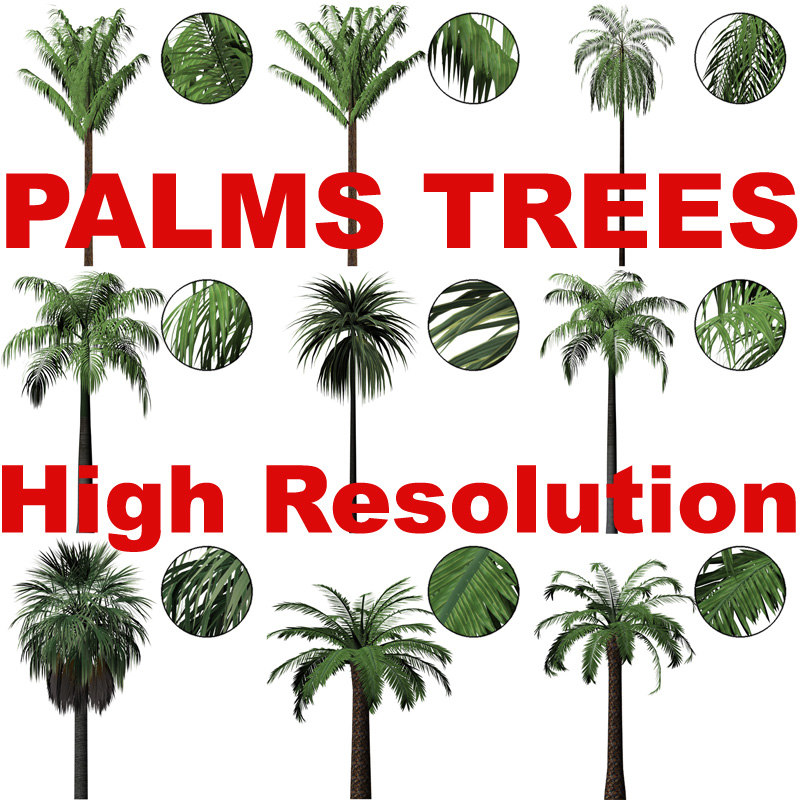 Texture JPEG palm cut out