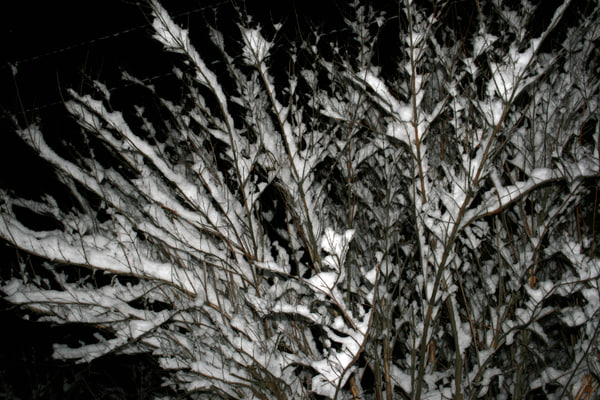 Stock JPEG snow trees and