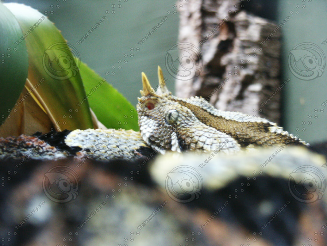 Stock JPEG Rhinoceros Viper Snake