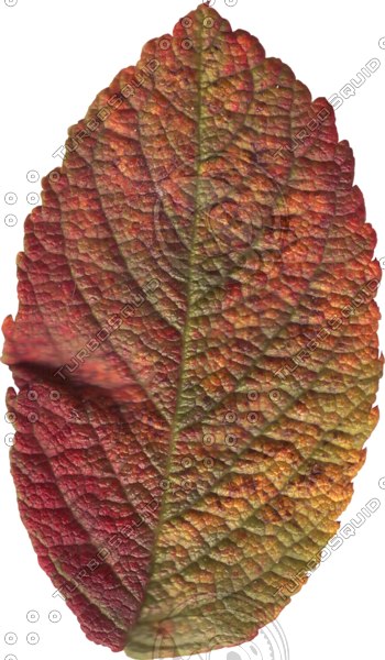 Texture PNG rose leaf fall