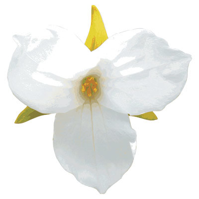 Shapes Adobe Illustrator trillium plant flower