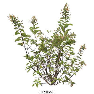 Texture Photoshop Shrub Shrubs Bush