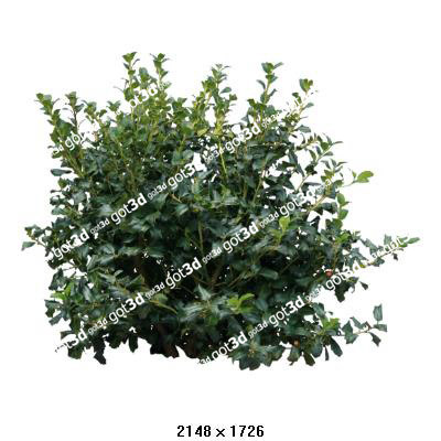 Texture Photoshop Shrub Shrubs Bush