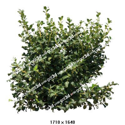 Texture Photoshop Shrub Shrubs Bush