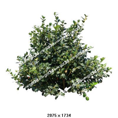 Texture Photoshop Shrub Shrubs Bush