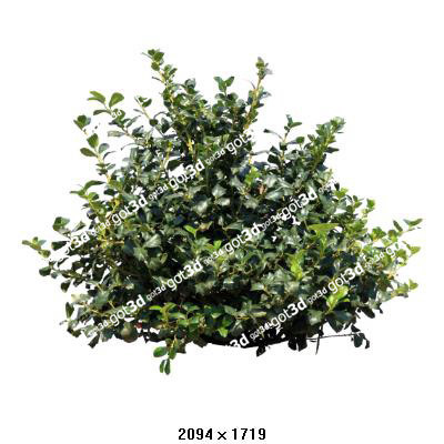 Texture Photoshop Shrub Shrubs Bush