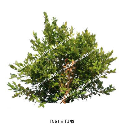 Texture Photoshop Shrub Shrubs Bush