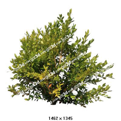 Texture Photoshop Shrub Shrubs Bush