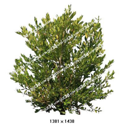 Texture Photoshop Shrub Shrubs Bush