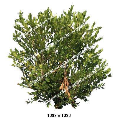 Texture Photoshop Shrub Shrubs Bush