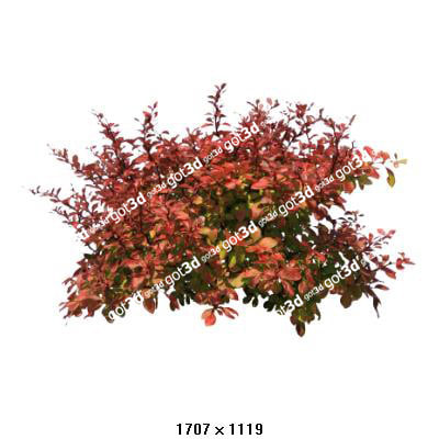 Texture Photoshop Shrub Shrubs Bush