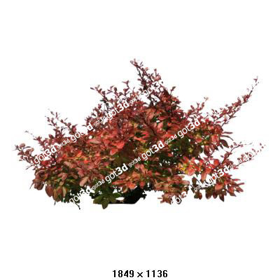 Texture Photoshop Shrub Shrubs Bush