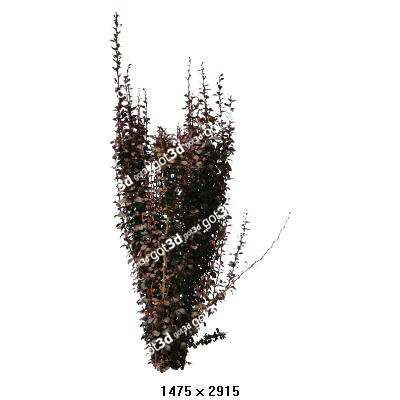 Texture Photoshop Shrub Shrubs Bush