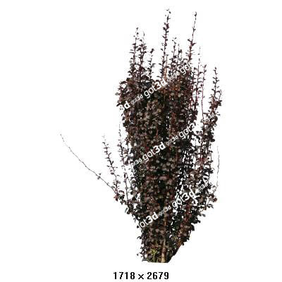 Texture Photoshop Shrub Shrubs Bush