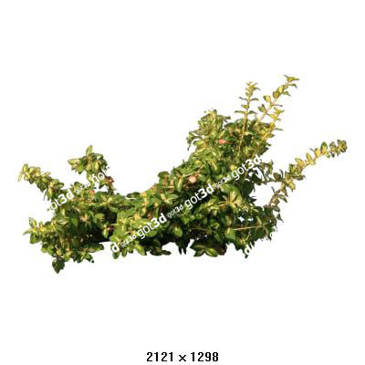 Texture Photoshop Shrub Shrubs Bush