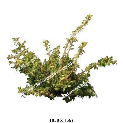 Texture Photoshop Shrub Shrubs Bush