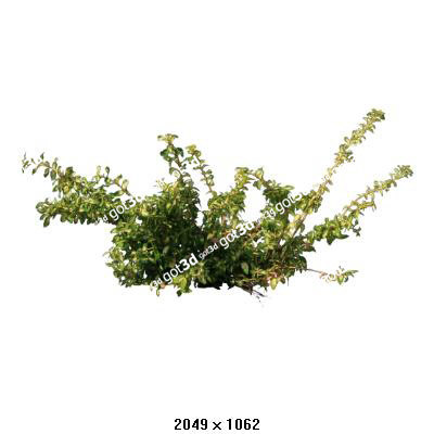 Texture Photoshop Shrub Shrubs Bush