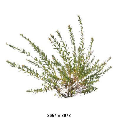 Texture Photoshop Shrub Shrubs Bush