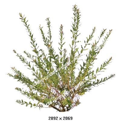 Texture Photoshop Shrub Shrubs Bush