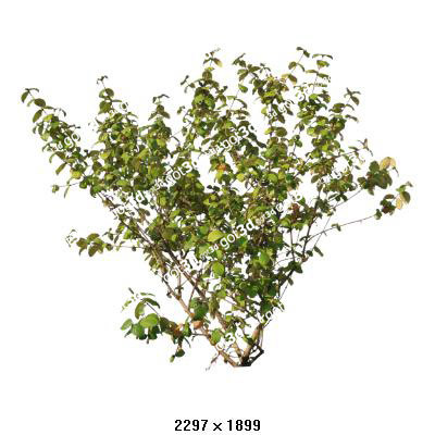 Texture Photoshop Shrub Shrubs Bush