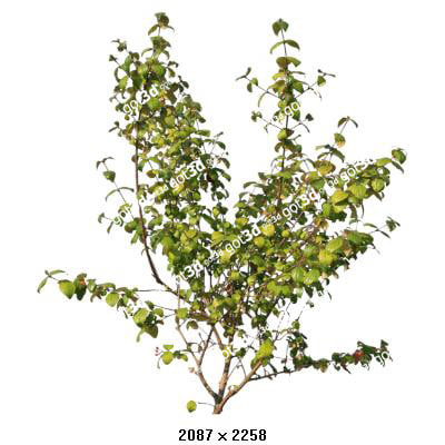 Texture Photoshop Shrub Shrubs Bush