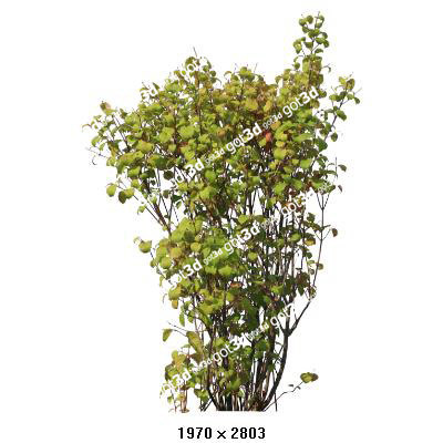 Texture Photoshop Shrub Shrubs Bush
