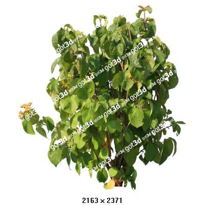 Texture Photoshop Shrub Shrubs Bush