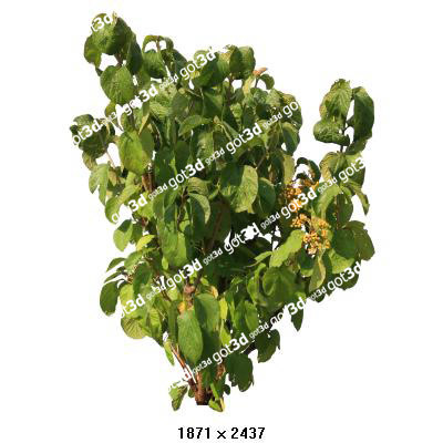 Texture Photoshop Shrub Shrubs Bush