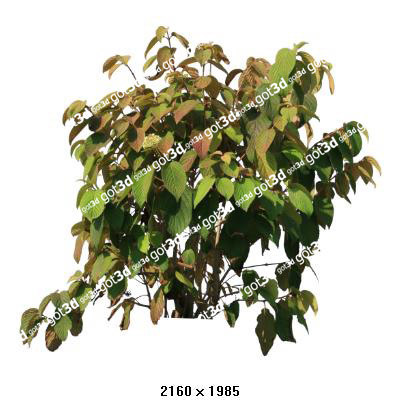 Texture Photoshop Shrub Shrubs Bush