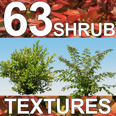 Texture TIFF shrub bush landscape