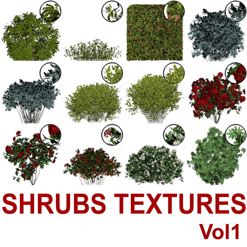 Texture JPEG shrub plant bush