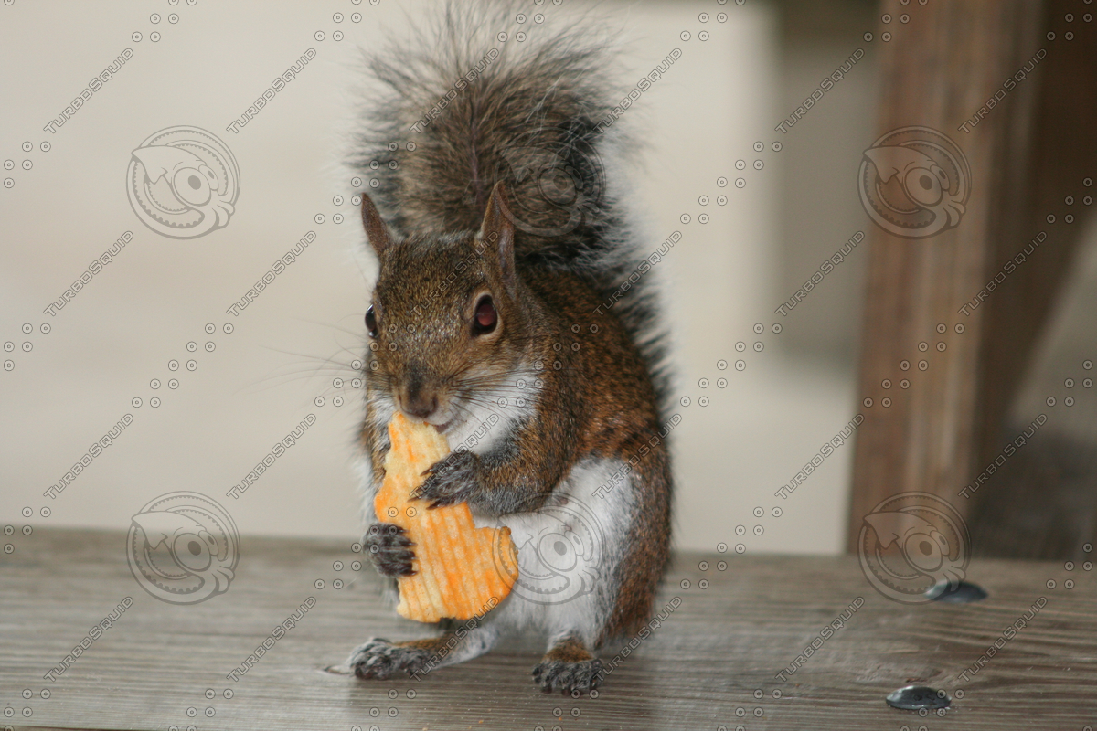 Stock JPEG Squirrel Eating Chip