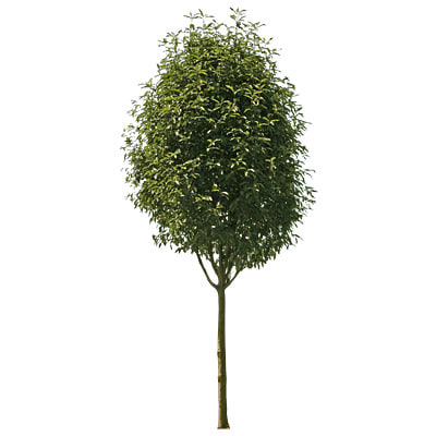 Texture JPEG Tree Trees 3drender