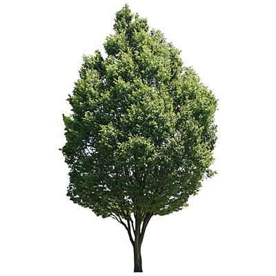 Texture JPEG Tree Trees 3drender