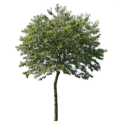 Texture JPEG Tree Trees 3drender