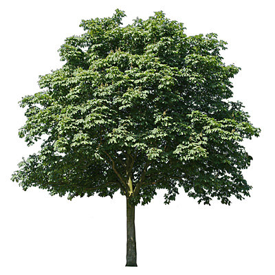 Texture JPEG Tree Trees 3drender