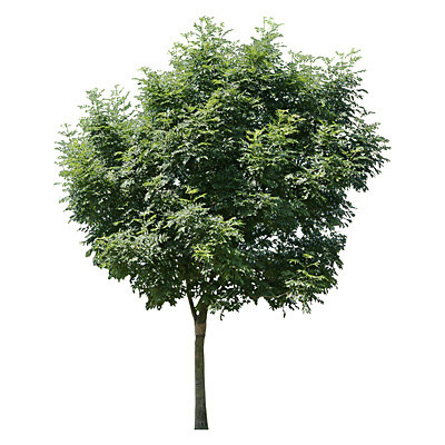 Texture JPEG Tree Trees 3drender