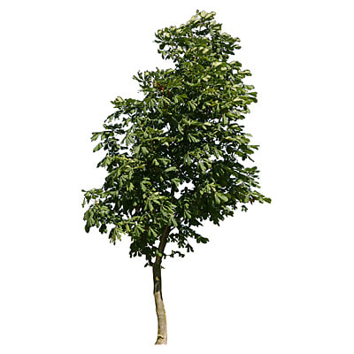 Texture JPEG Tree Trees 3drender