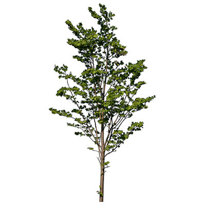 Texture JPEG Tree Trees 3drender