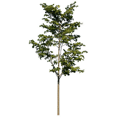 Texture JPEG Tree Trees 3drender