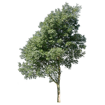Texture JPEG Tree Trees 3drender