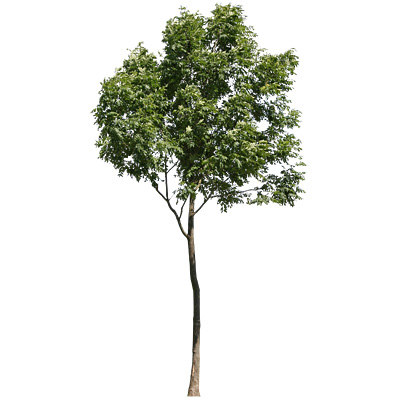 Texture JPEG Tree Trees 3drender