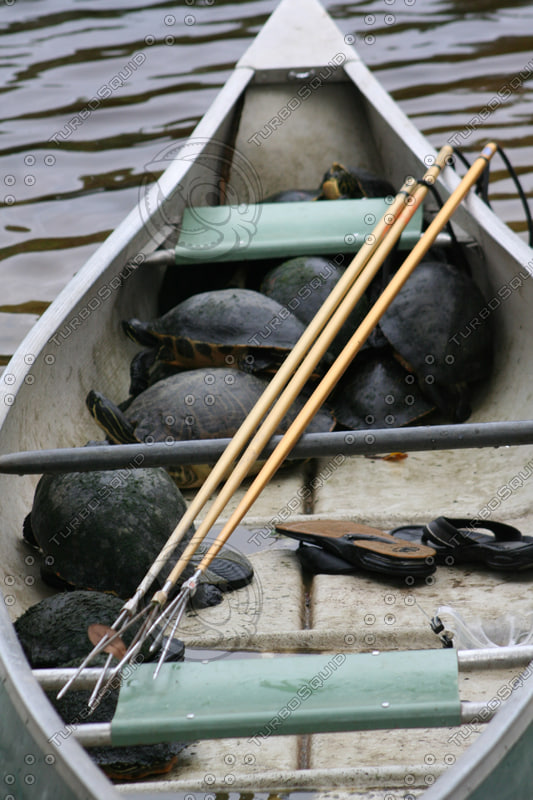 Stock JPEG Turtles Boat
